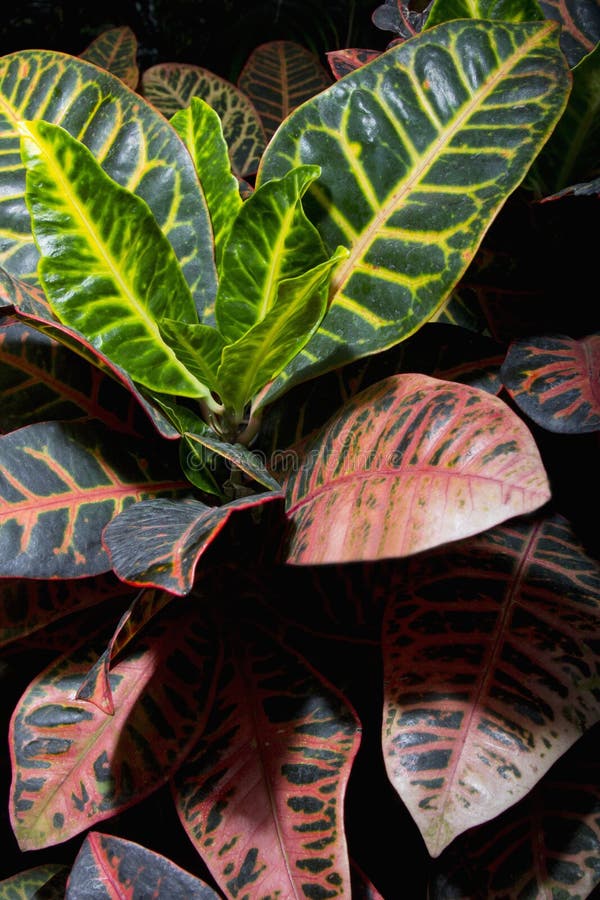 Codiaeum variegatum stock image. Image of detail, variegatum - 52870881