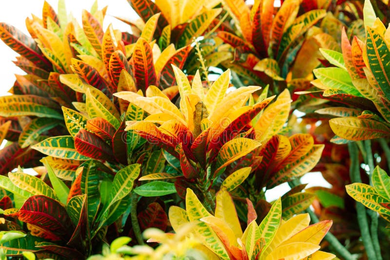 Multicolor Leaf With Texture Stock Photo - Image of color, environment ...