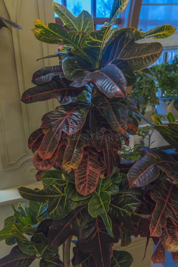 Codiaeum variegatum pictum stock image. Image of gardening - 145236795