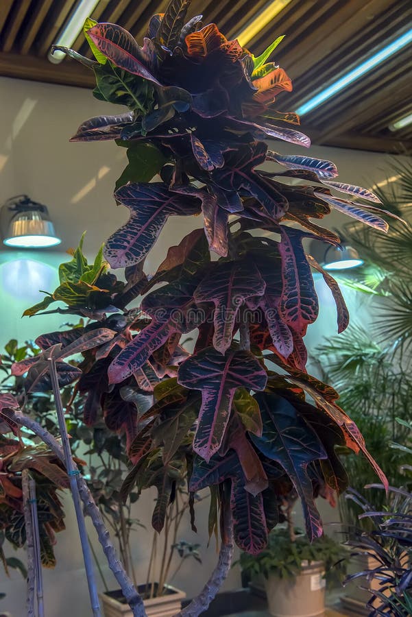 Codiaeum variegatum pictum stock photo. Image of leaves - 145236854