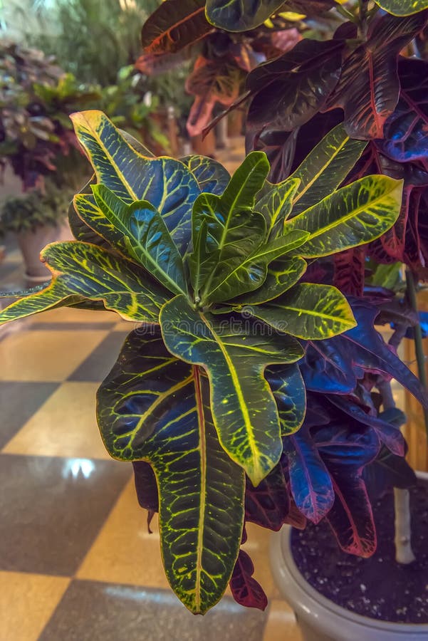 Codiaeum variegatum pictum stock image. Image of decorative - 145236889