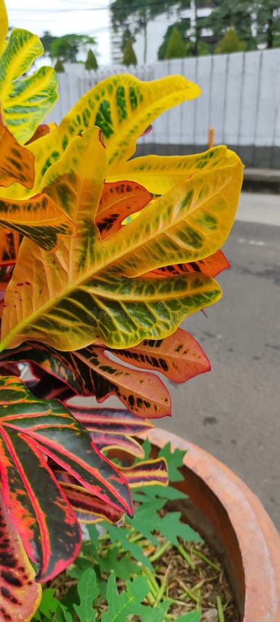 The Plant Called Puring, the Colorful Leaves are Beautiful Stock Image ...