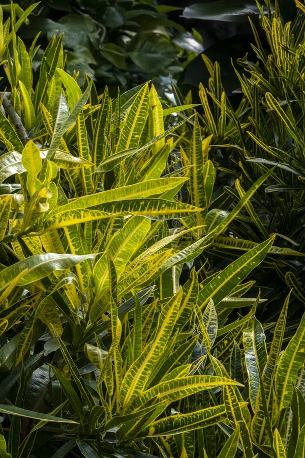 Codiaeum Variegatum plant stock photo. Image of bright - 260050622