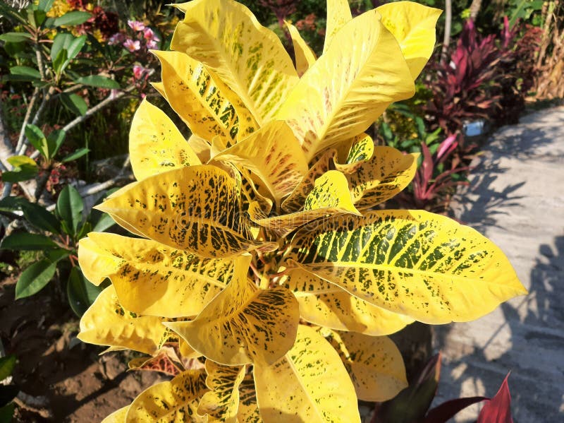 Codiaeum Variegatum with Striking Yellow Leaves among the Many Types of ...