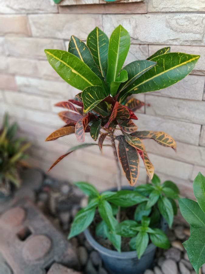 Codiaeum Variegatum with Tree Fresh Stock Image - Image of variegatum ...