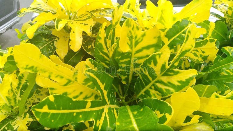 Codiaeum variegatum yellow stock image. Image of fruit - 322001459