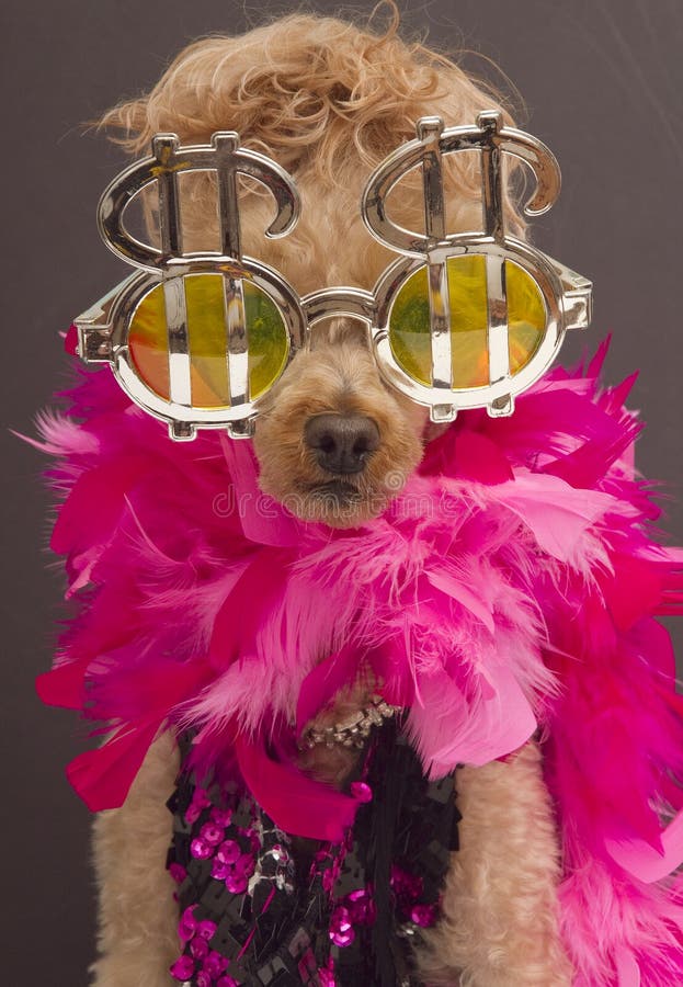 Codicioso y atractivo imagen de archivo. Imagen de celebridad - 26401681