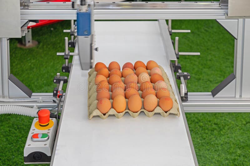 Coding Date Eggs Print stock image. Image of production - 367798993