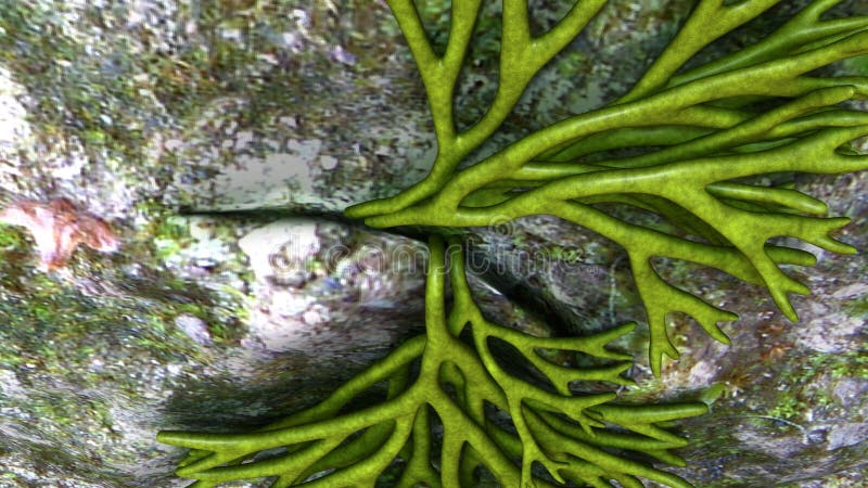 Codium stock illustration. Illustration of galicia, seaweed - 84226571