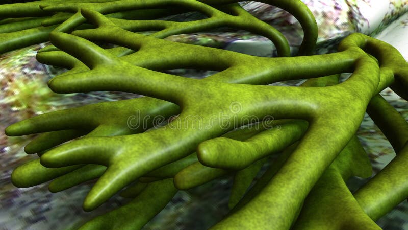 Codium stock illustration. Illustration of galicia, seaweed - 84226571