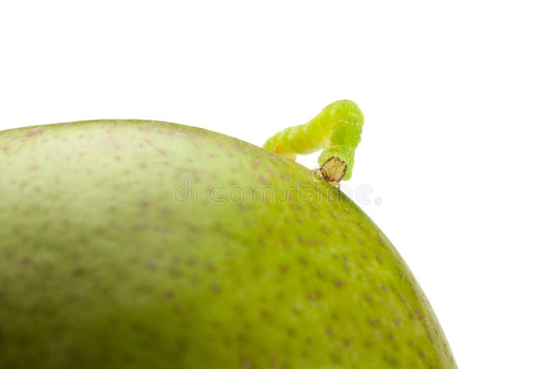 Codling Moth Caterpillar on Pear Stock Photo - Image of green, pear ...
