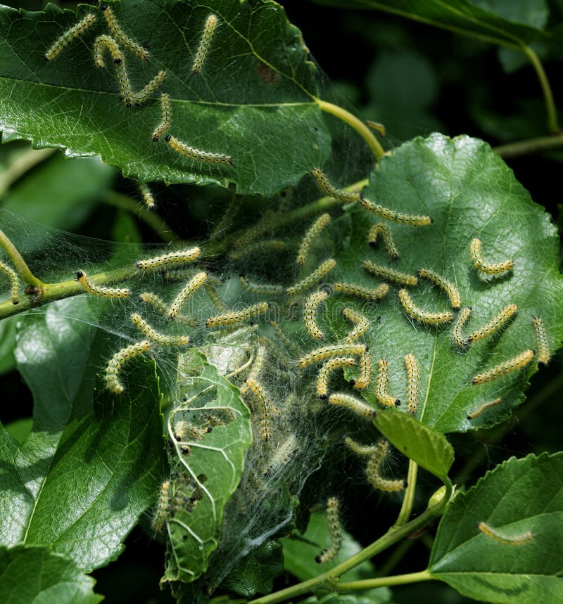 Codling Moth Caterpillars in Silky Web on an Apple Tree Branch. Tent ...