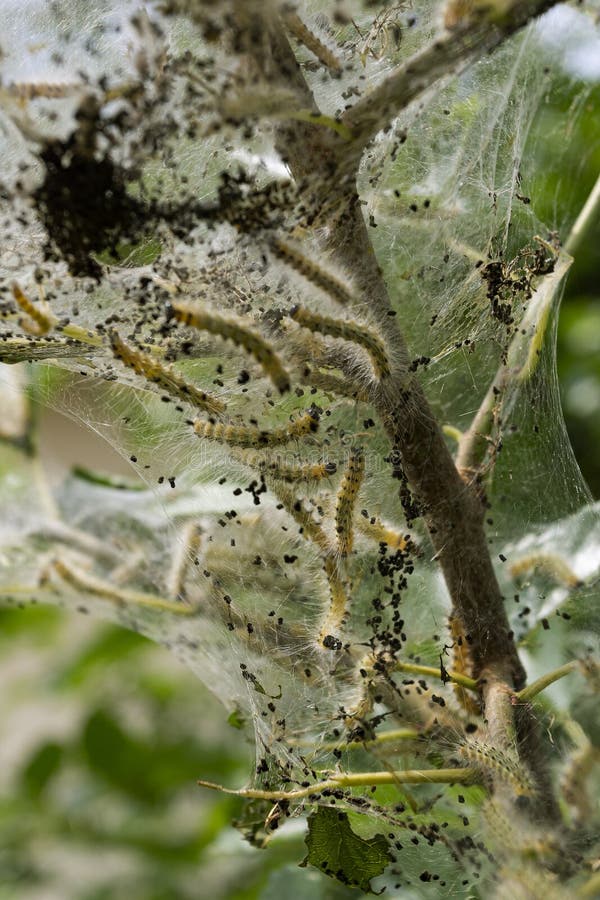 Codling Moth Caterpillars in Silky Web on an Apple Tree Branch. Tent ...