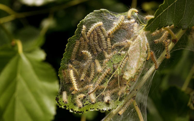 Codling Moth Caterpillars in Silky Web on an Apple Tree Branch. Tent ...
