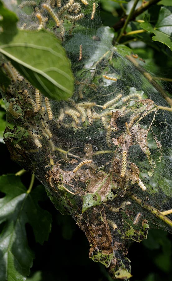 Codling Moth Caterpillars in Silky Web on an Apple Tree Branch. Tent ...