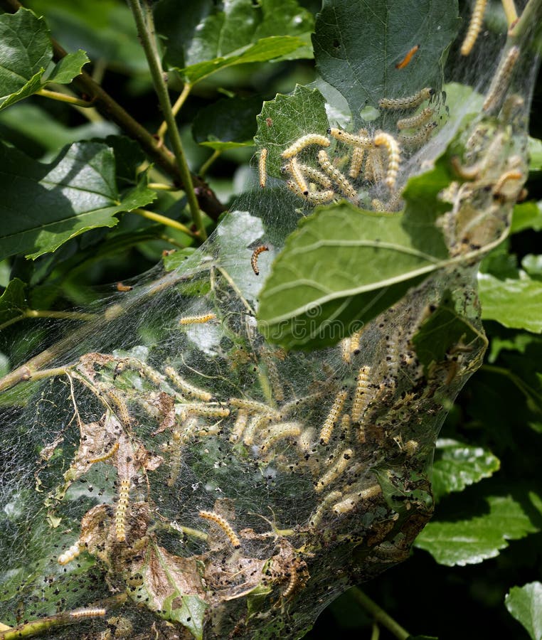 Codling Moth Caterpillars in Silky Web on an Apple Tree Branch. Tent ...