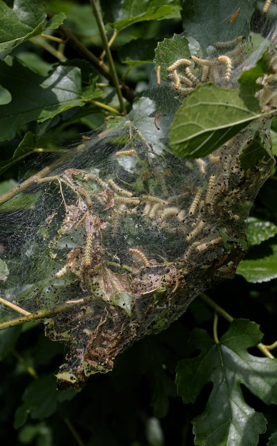 Codling Moth Caterpillars in Silky Web on an Apple Tree Branch. Tent ...