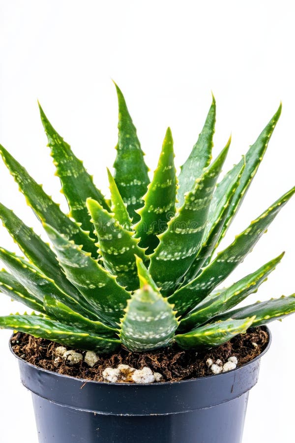 Codonanthes Plant in Trendy Pot with Sharp Details and Realistic ...