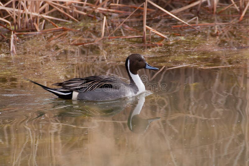 Codone fotografia stock. Immagine di vernice, piume, america - 44743424