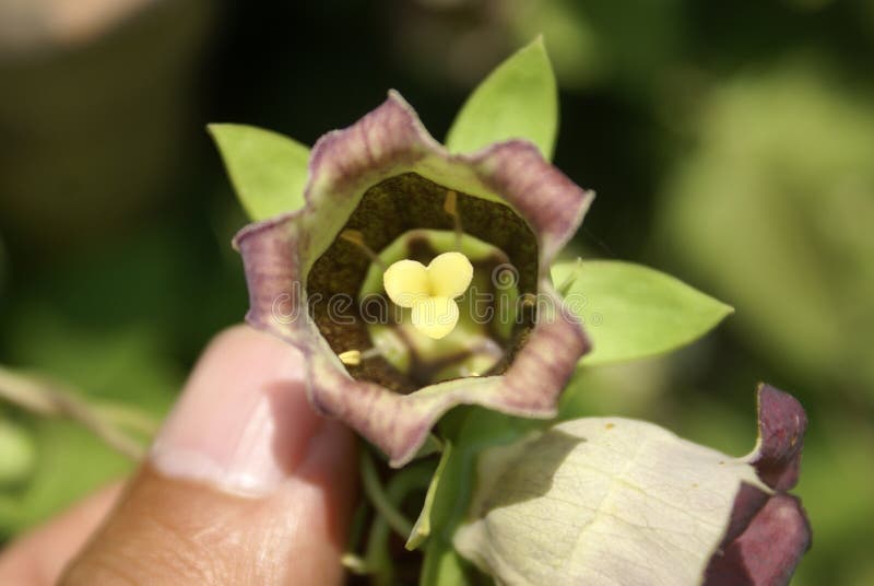 Codonopsis Lanceolata, Also Called Deodeok or Lance Asiabell Stock ...