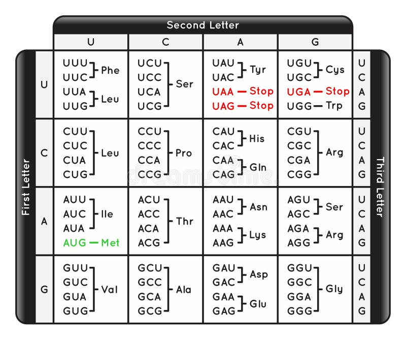 Codons De Genetische Code Van Het Menselijk Infografisch Schema Vector ...