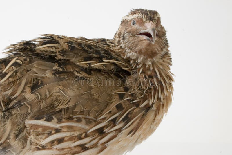 Codorniz foto de archivo. Imagen de atractivo, hermoso - 2086610