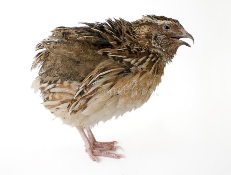 Codornices imagen de archivo. Imagen de dominante, polluelo - 2086617