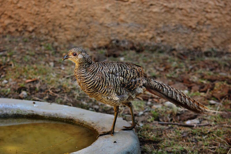 Codornices (japonica Del Coturnix) Imagen de archivo - Imagen de ...