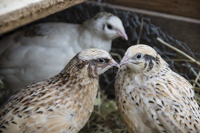 Codornices imagen de archivo. Imagen de pollo, hembra - 17288853
