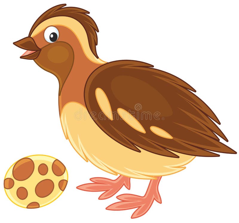 Codornices Ilustraciones Stock, Vectores, Y Clipart – (147,164 ...