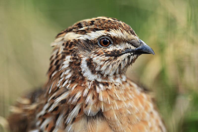 Codornices Japonesas - Japonica Del Coturnix Imagen de archivo - Imagen ...