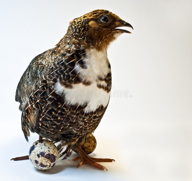 Codornices con sus huevos foto de archivo. Imagen de doméstico - 14751194