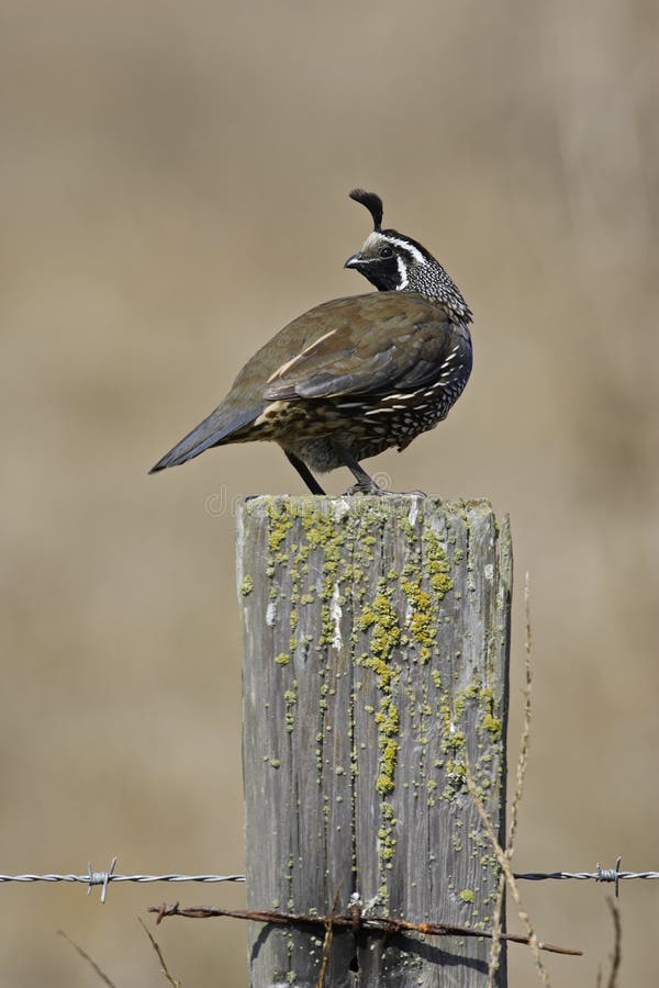 Codorniz California En Pradera. Imagen de archivo - Imagen de cresta ...