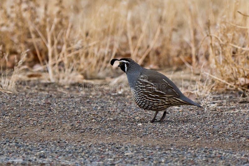 Codornices De California (californica De Callipepla) Imagen de archivo ...