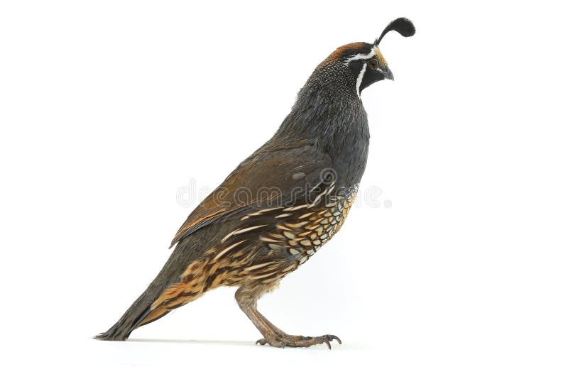 Codorniz De California Macho Foto de archivo - Imagen de caza ...