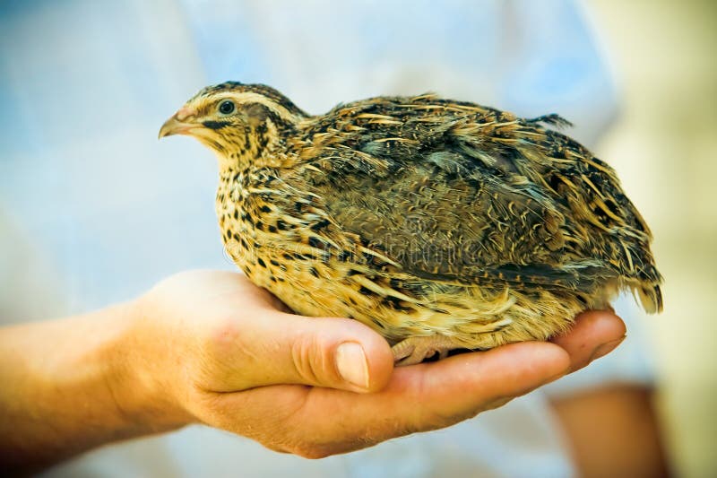 Codornices femeninas foto de archivo. Imagen de plumas - 7487938