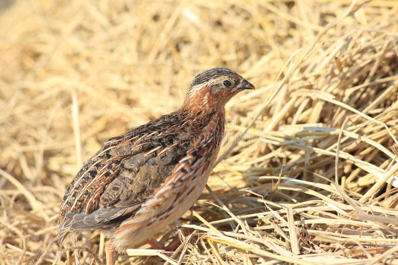 Codornices (japonica Del Coturnix) Imagen de archivo - Imagen de ...