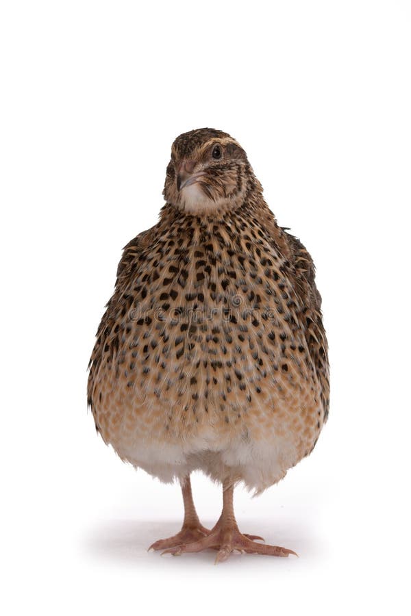 Codornices japonesas foto de archivo. Imagen de doméstico - 31134114