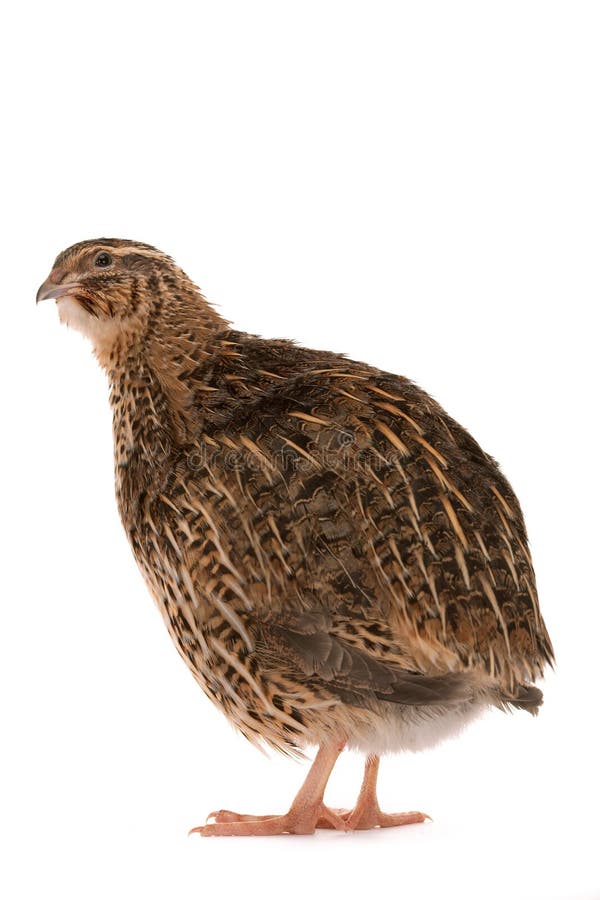 Codornices y sus huevos imagen de archivo. Imagen de animal - 23616009