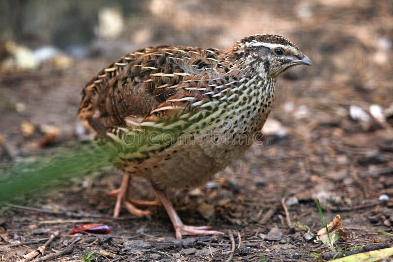 138 Codornices Japonesas Fotos de stock - Fotos libres de regalías de ...