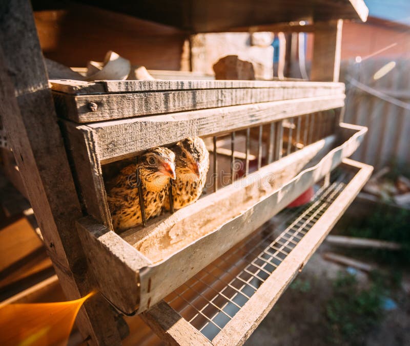 Codornices Jovenes Que Comen En Una Jaula En Una Granja Foto de archivo ...