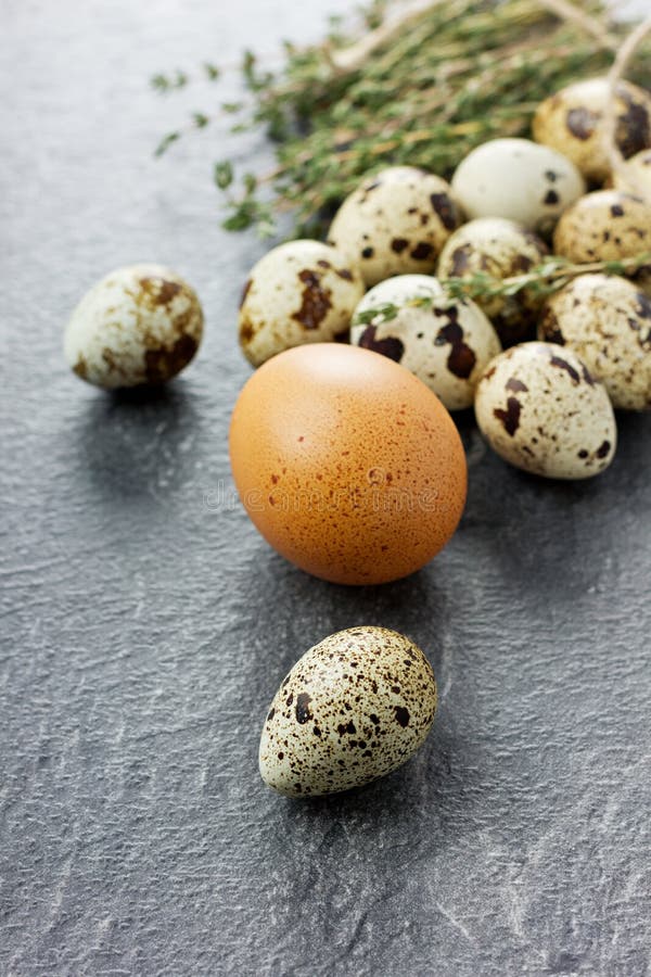 Codorniz Crudo Y Huevos De Pollo Imagen de archivo - Imagen de sano ...