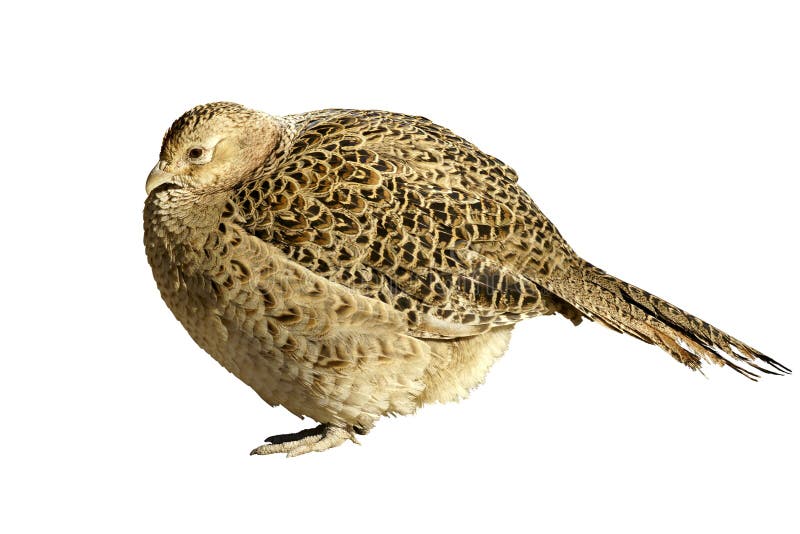 Codorniz foto de stock. Imagem de bico, wildlife, gordo - 19125008