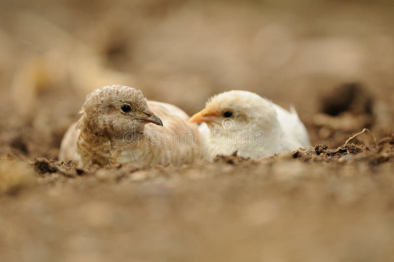 Codorniz Comuns (Coturnix Do Coturnix) Foto de Stock - Imagem de fundo ...