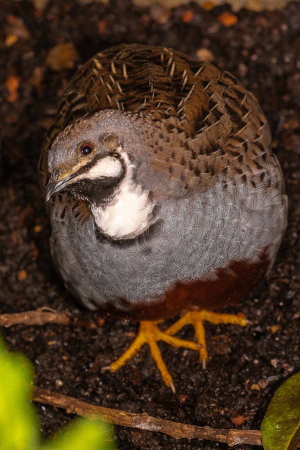 Codorniz de china imagen de archivo. Imagen de primer - 187572611