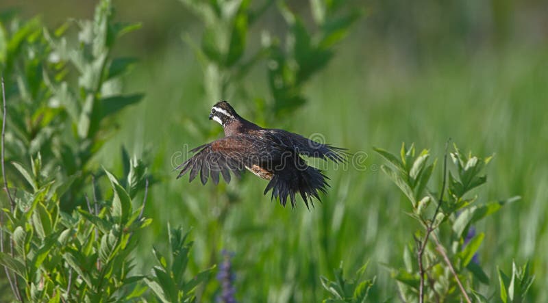 Codorniz macho volando imagen de archivo. Imagen de pico - 198617573