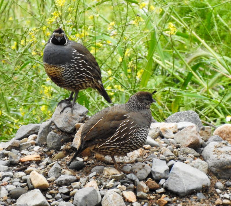 Codorniz - Quail - Aves De Chile Stock Image - Image of shorebird ...