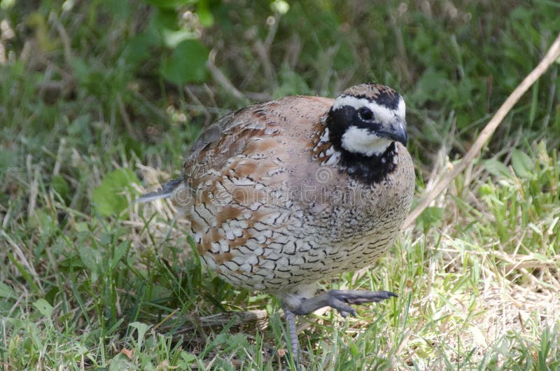Colinus virginianus imagen de archivo. Imagen de maleza - 198976769