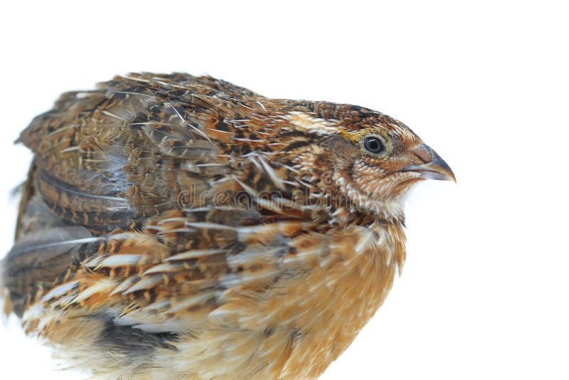 Codorniz Sobre Fondo Blanco Foto de archivo - Imagen de poultry, animal ...