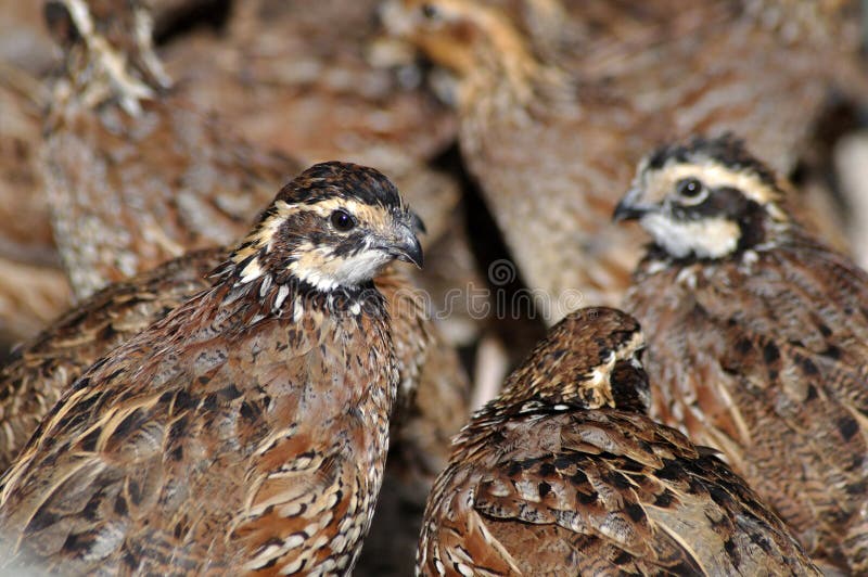 Codornizes foto de stock. Imagem de pena, animal, produzir - 37256858